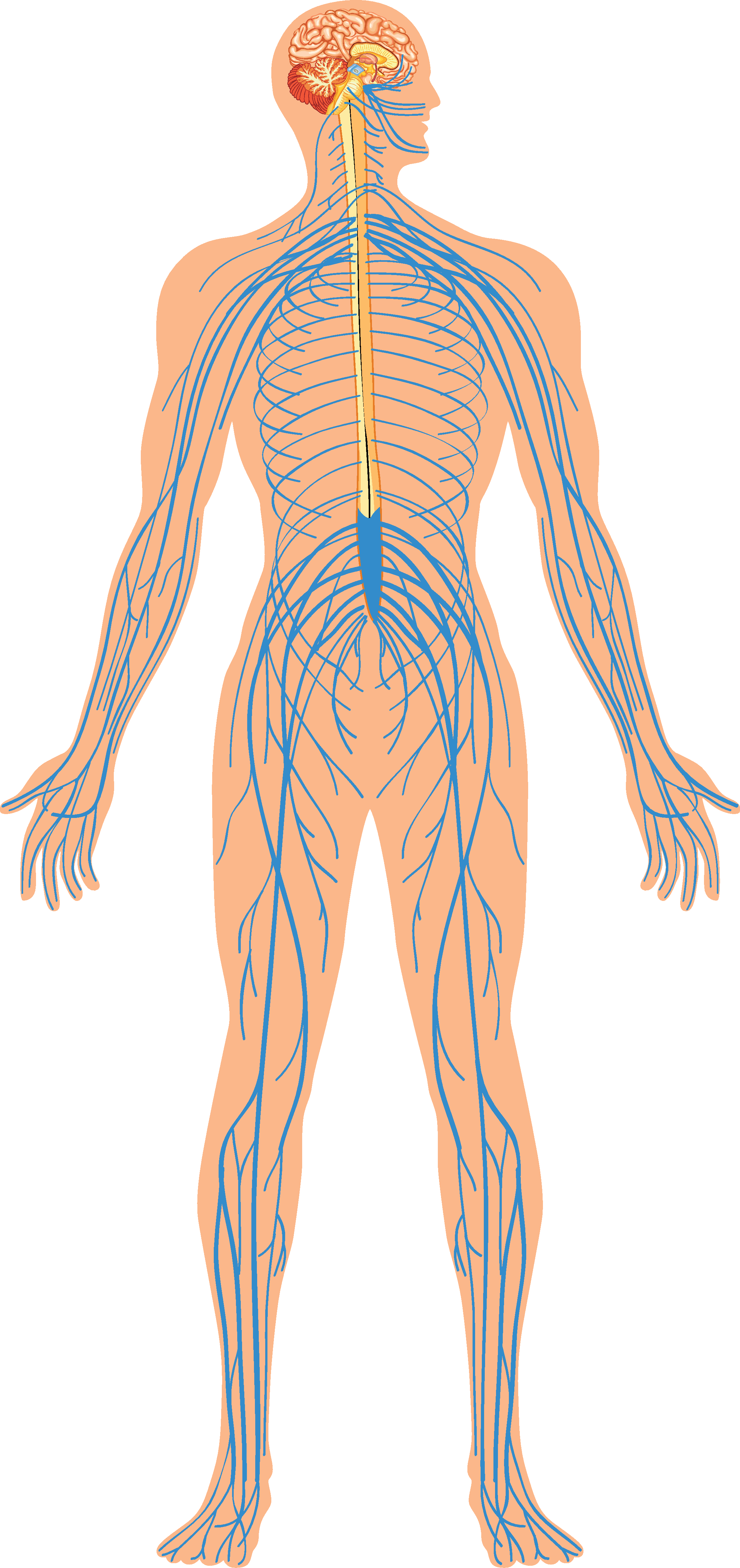 Nervous System Unlabeled Te Nervous System Diagram Unlabeled Nervous