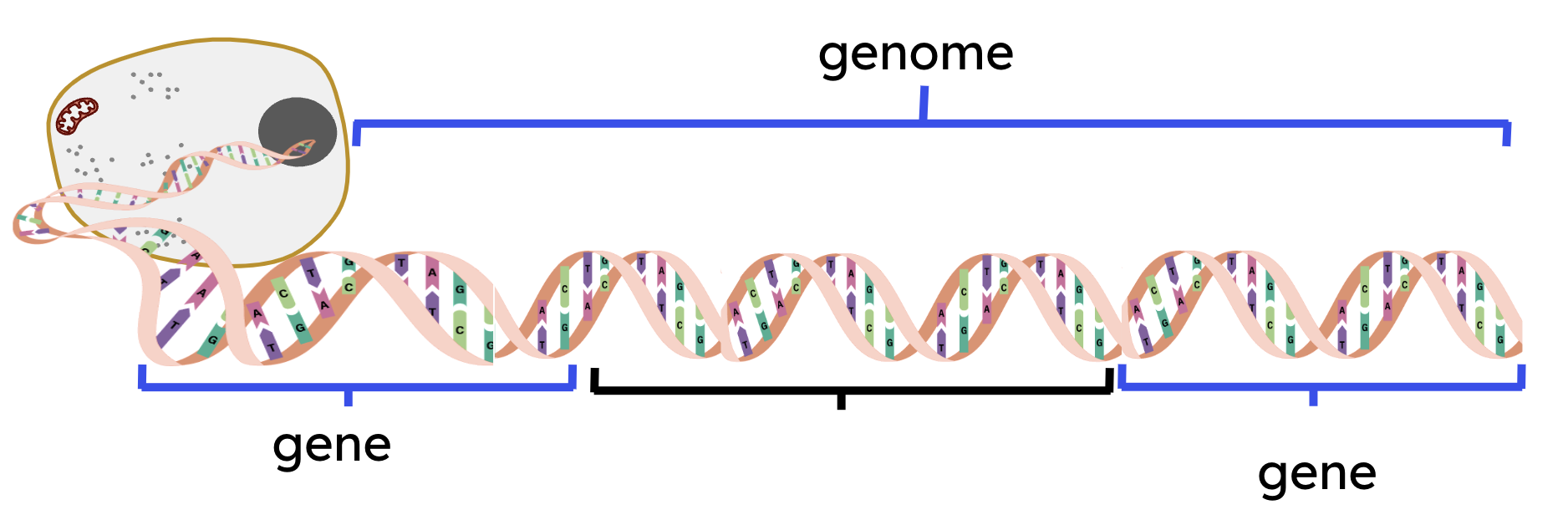 Genes And Chromosomes Worksheet Chromosomes And Meiosis Worksheet