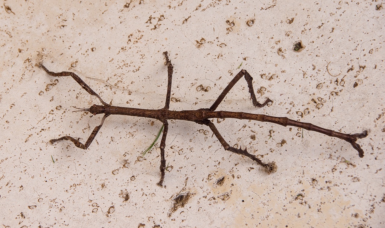 Life Cycle Of A Stick Insect Ks2 Ppt Free Download - Infoupdate.org