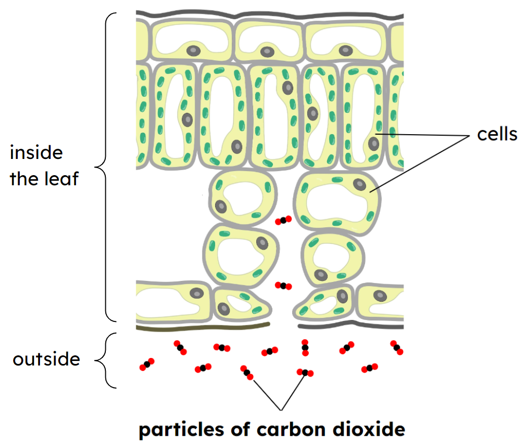 Diffusion Diagram Gcse