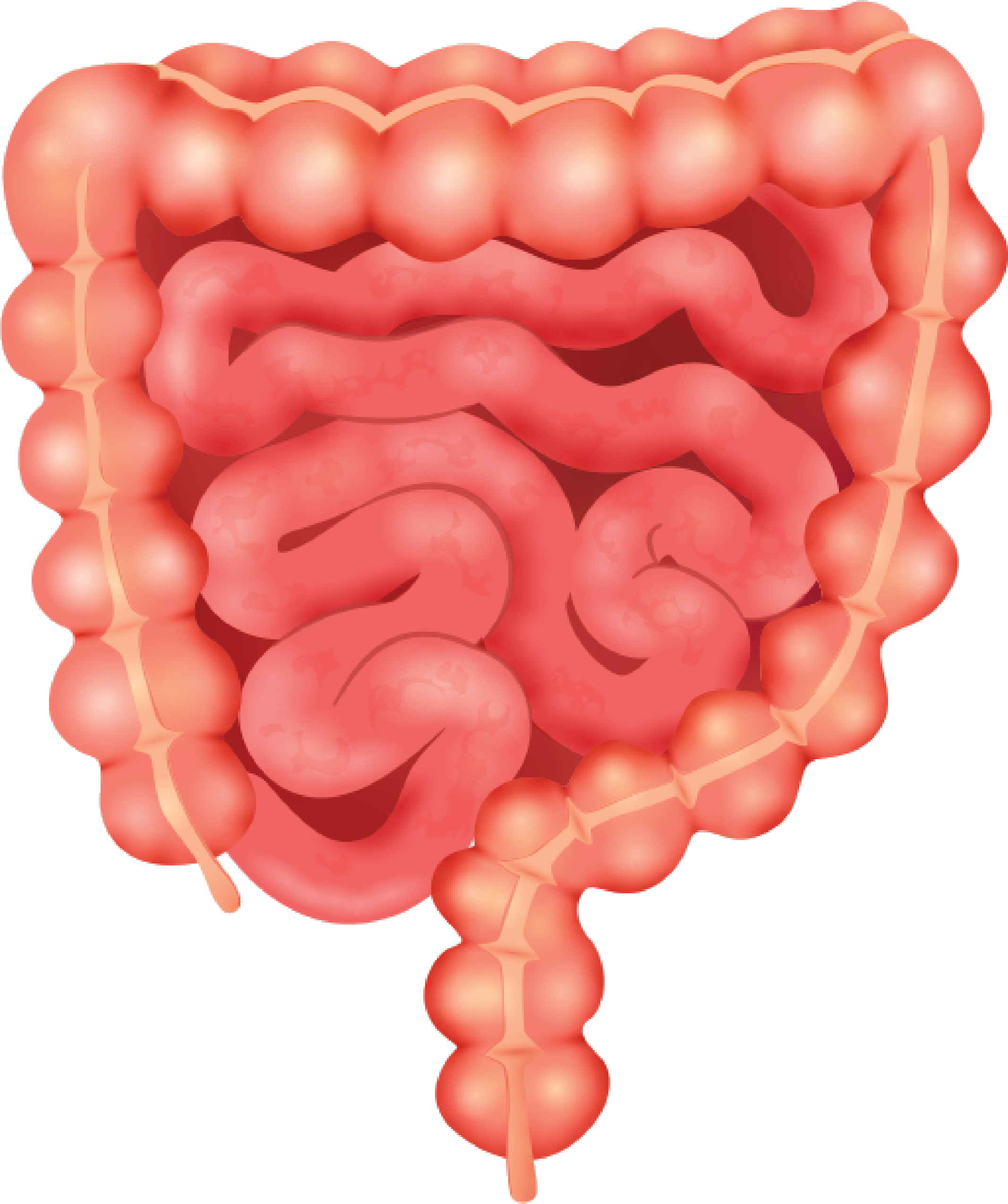 Intestines Diagram For Kids