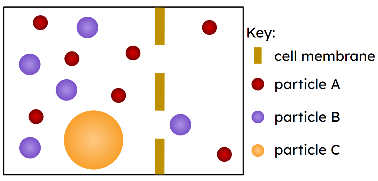 Diffusion In Cells Worksheet Ks3