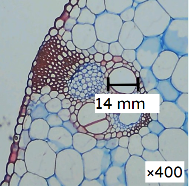Xylem And Phloem Via Gis Things Under A Microscope